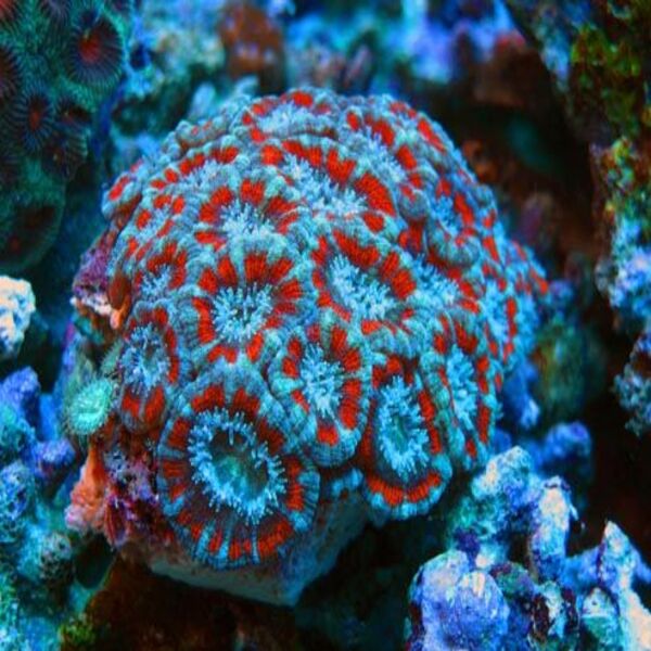 ACAN - ACANTHASTREA - Cafe & cá biển