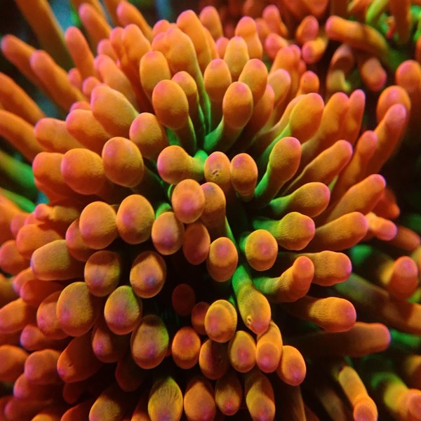 ĐÈN LED HYDRA 26 HD - AQUA ILLUMINATION - Cafe & cá biển